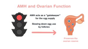 AMH Levels Explained: Can You Improve AMH Naturally? - Pristine Fertility